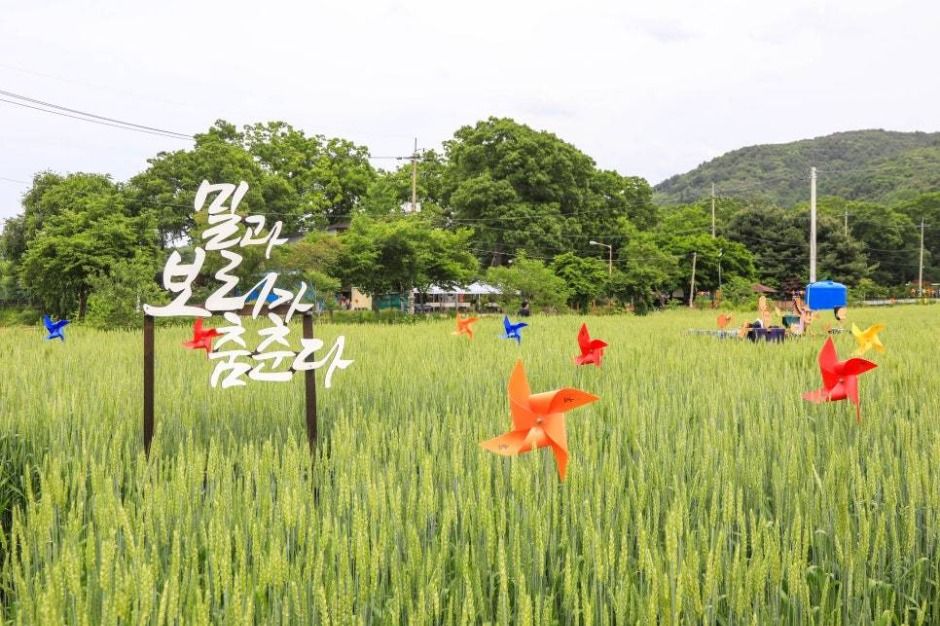 양평밀축제 | 지역축제 | 대한민국 구석구석 축제